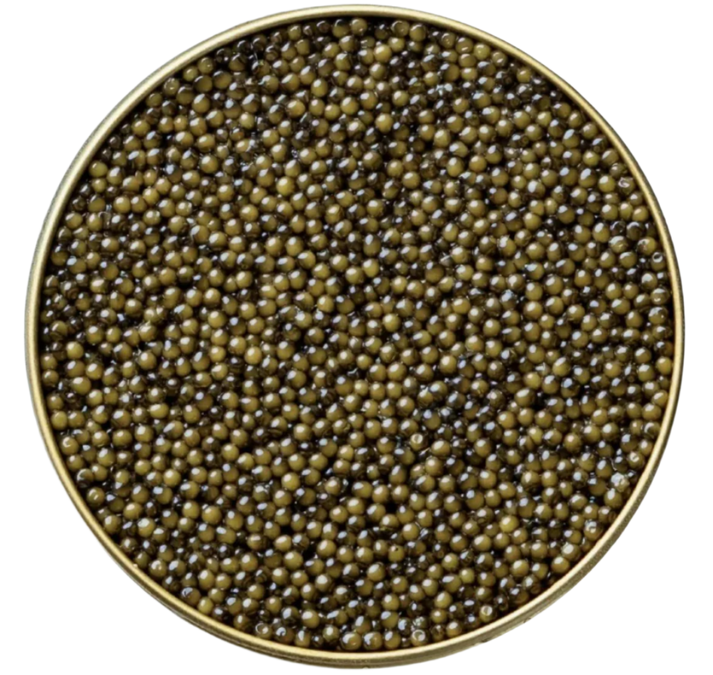 Royal Osetra - Acipenser Gueldenstaedtii – Caspian Caviar & Co