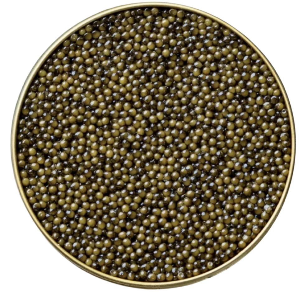 Royal Osetra - Acipenser Gueldenstaedtii – Caspian Caviar & Co